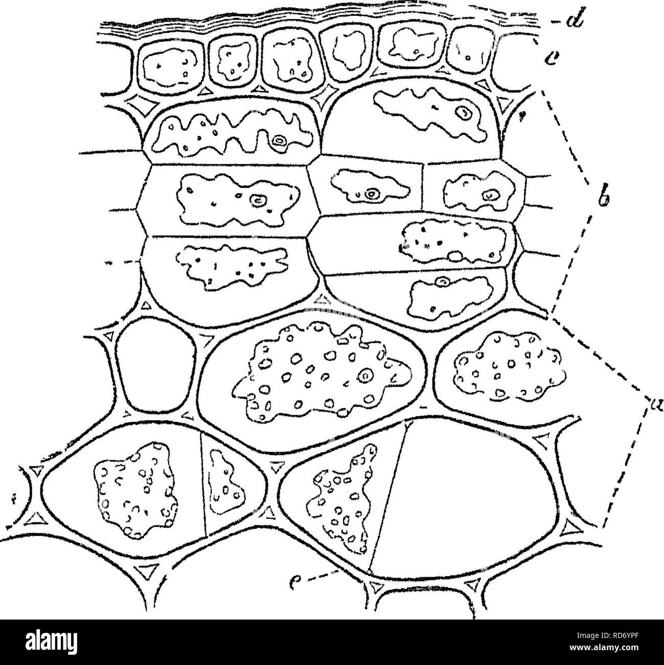 . Principles of the anatomy and physiology of the vegetable cell. Plant ...