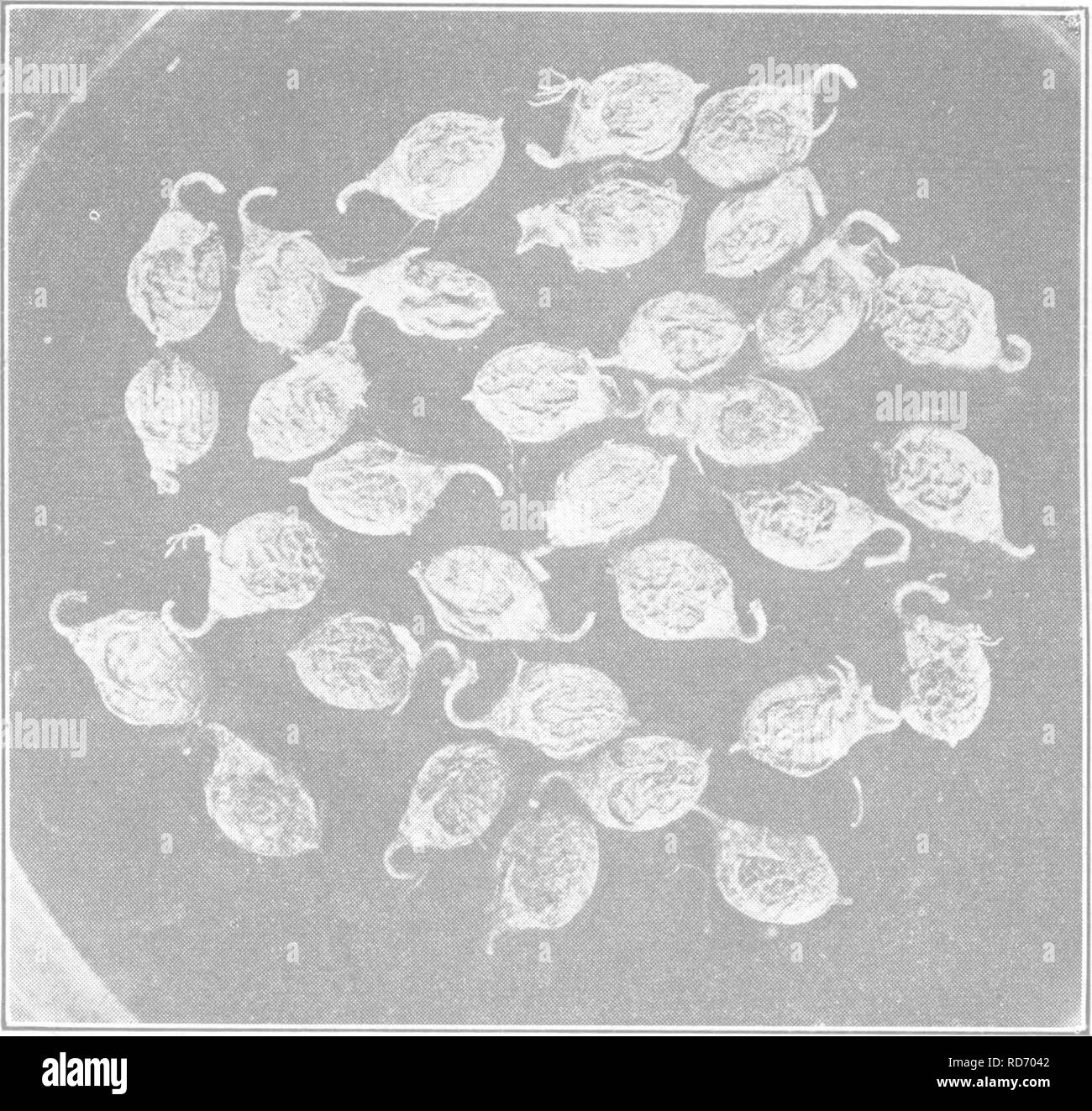 Clover seed Black and White Stock Photos & Images - Alamy