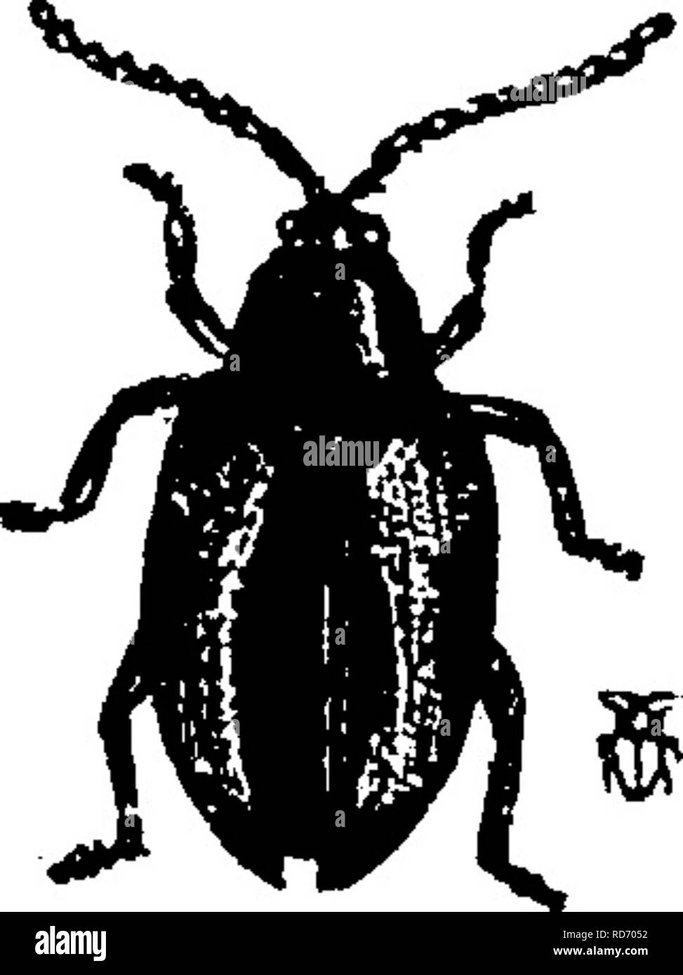 Striped flea beetle hi-res stock photography and images - Alamy