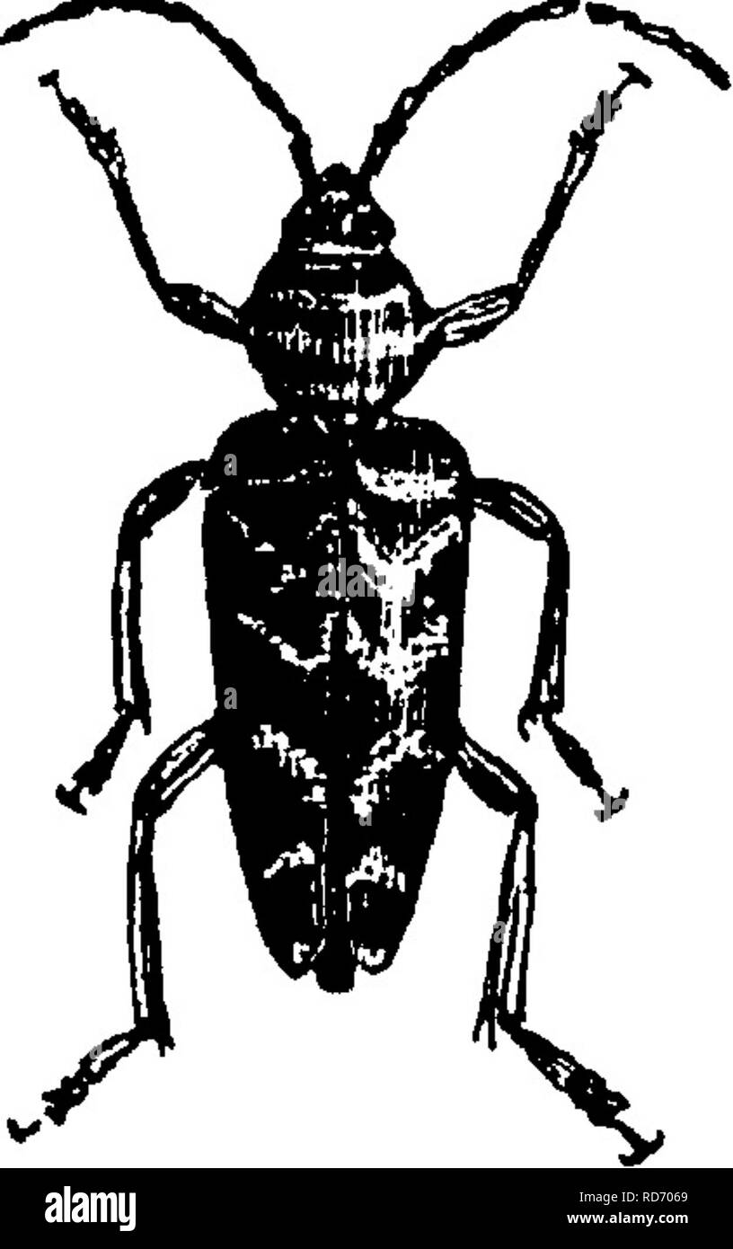 Gold insects Black and White Stock Photos & Images - Alamy