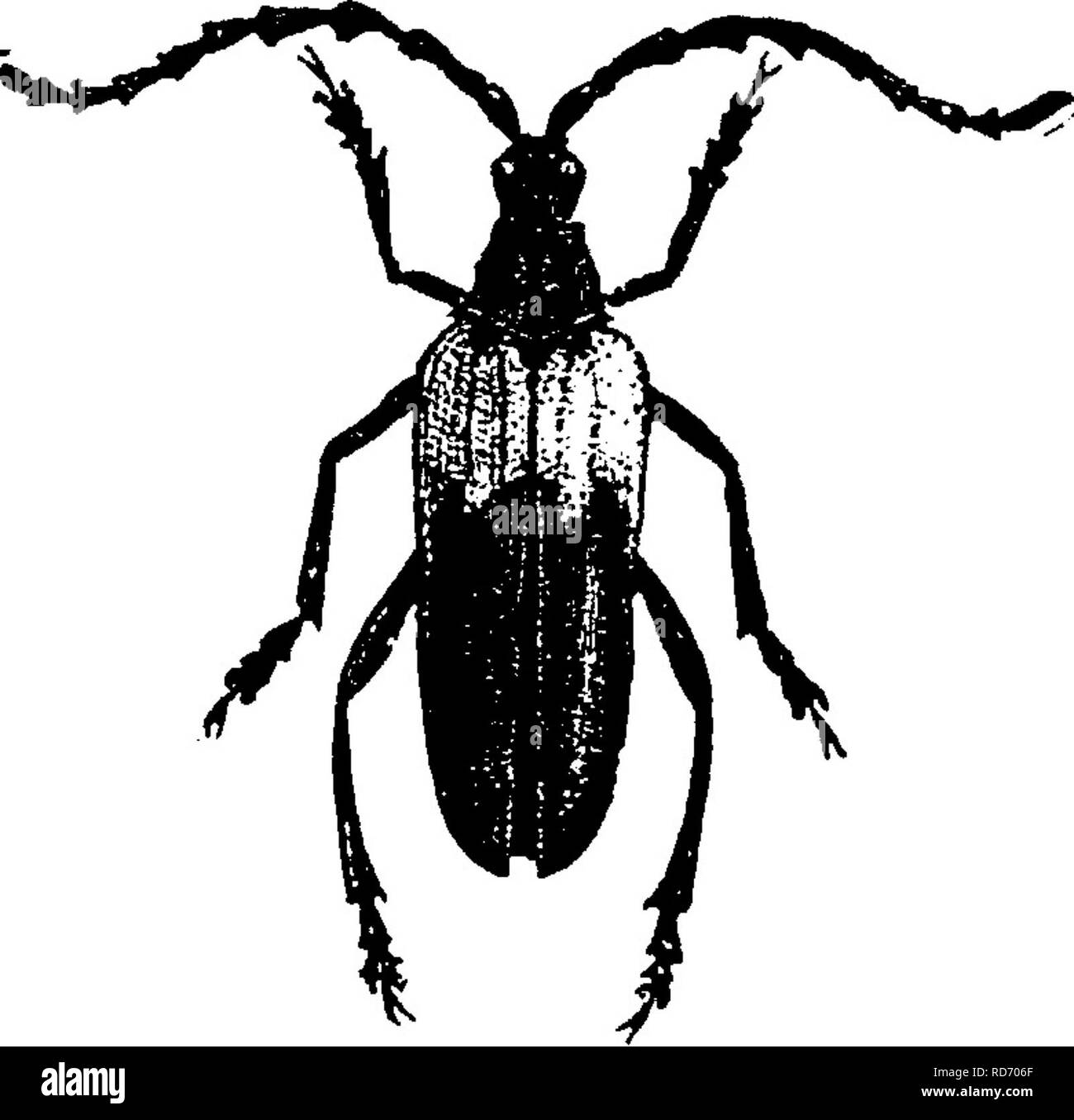 Cocoon on bark Cut Out Stock Images & Pictures - Alamy