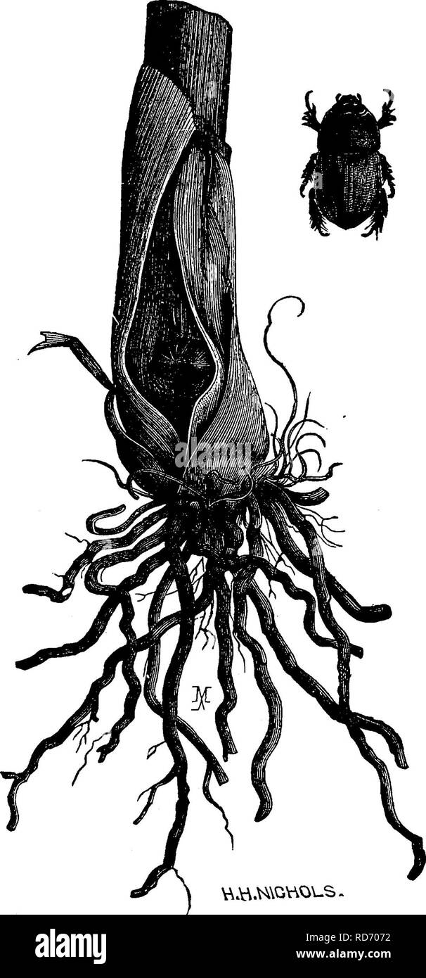 Cane beetle hi-res stock photography and images - Alamy