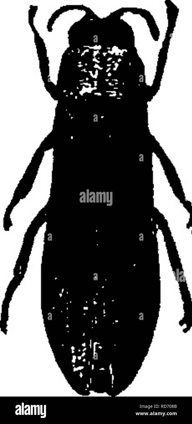 Three inch long knife Black and White Stock Photos & Images - Alamy