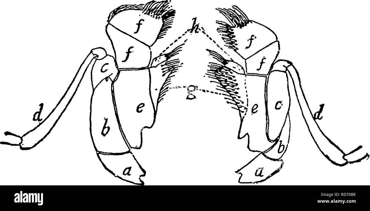 Maxillary galea Black and White Stock Photos & Images - Alamy