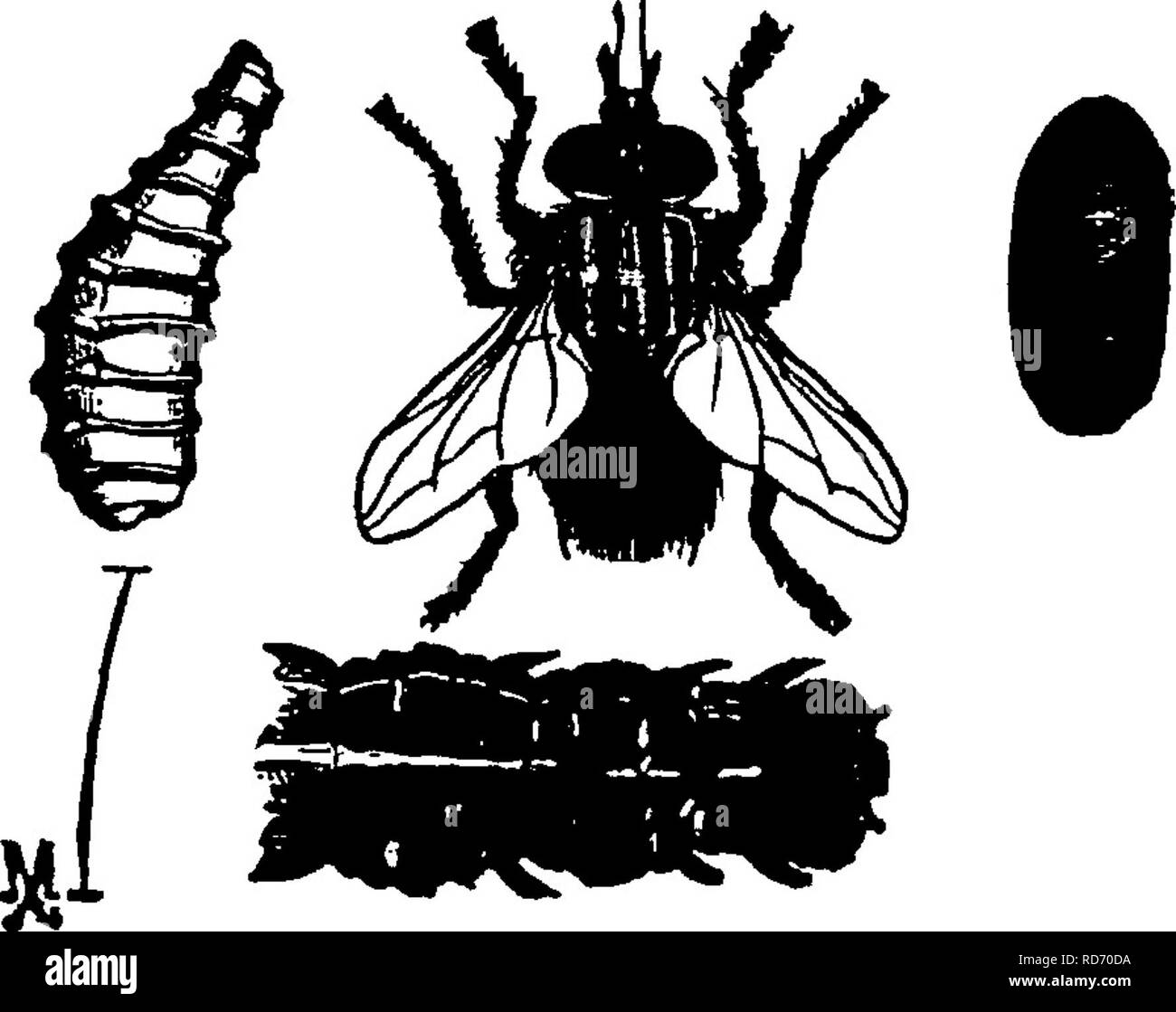 . A manual for the study of insects. Insects. Fig. 589.—Wing of LisJ>e ...