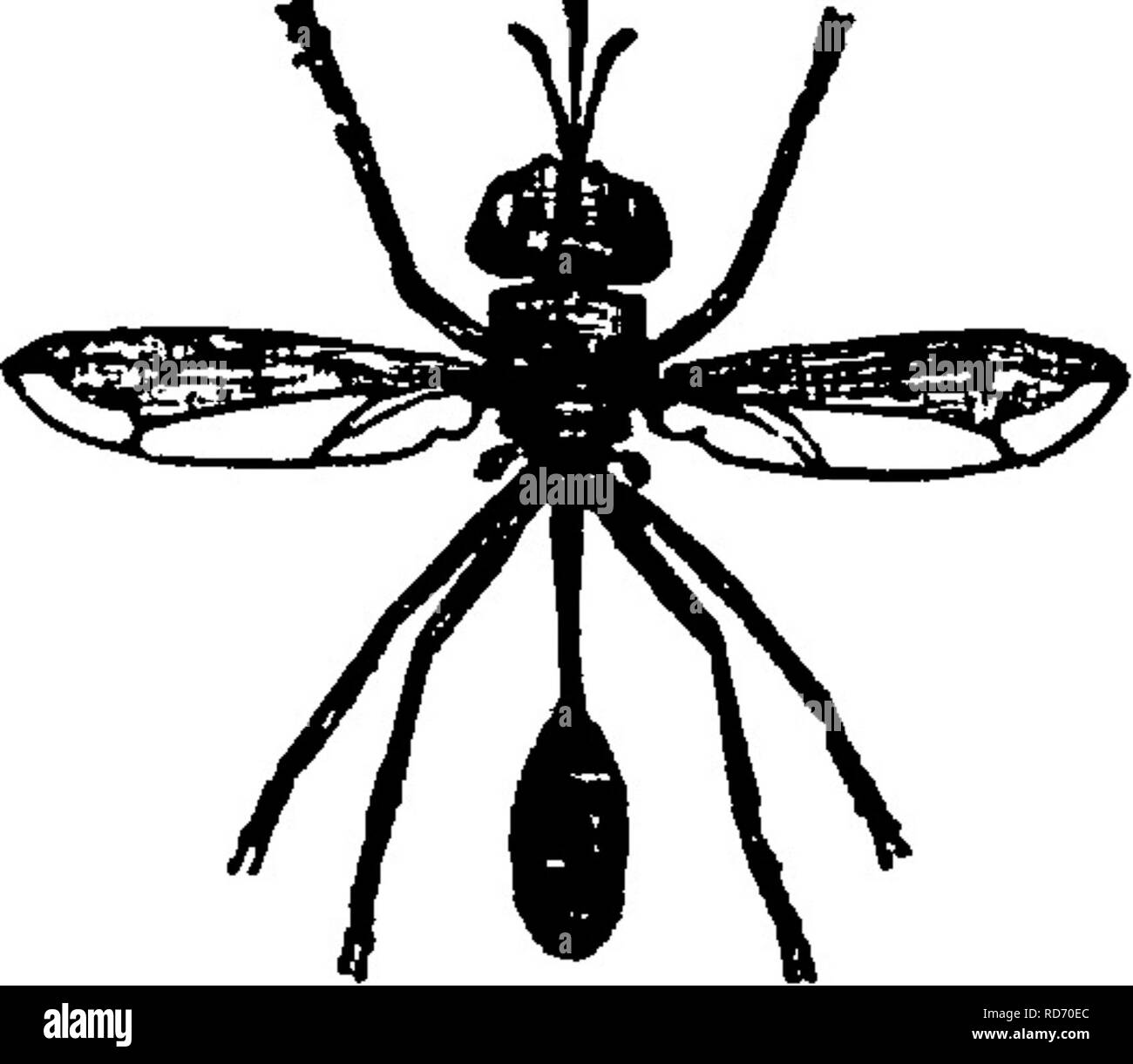 . A manual for the study of insects. Insects. VIIa+TX' Fig. 582.—Wing ...