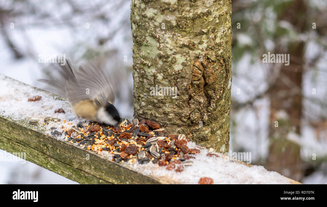 Black capped chickadee eating seeds hi-res stock photography and images ...