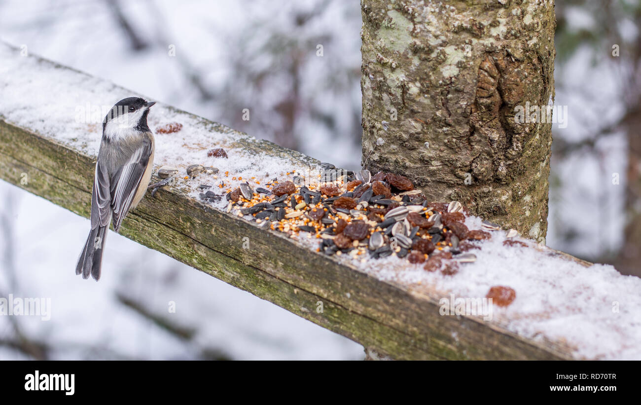 Chickadee eating bird seed in winter Stock Photo - Alamy