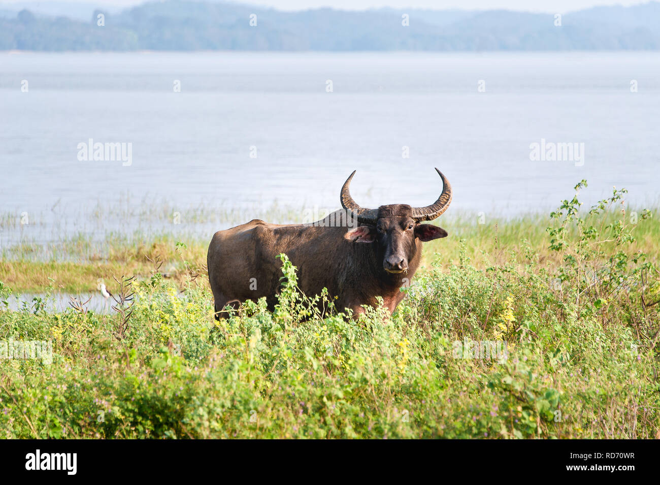 A lone Surti water buffalo (Bubalus bubalis) stands in green wetlands ...