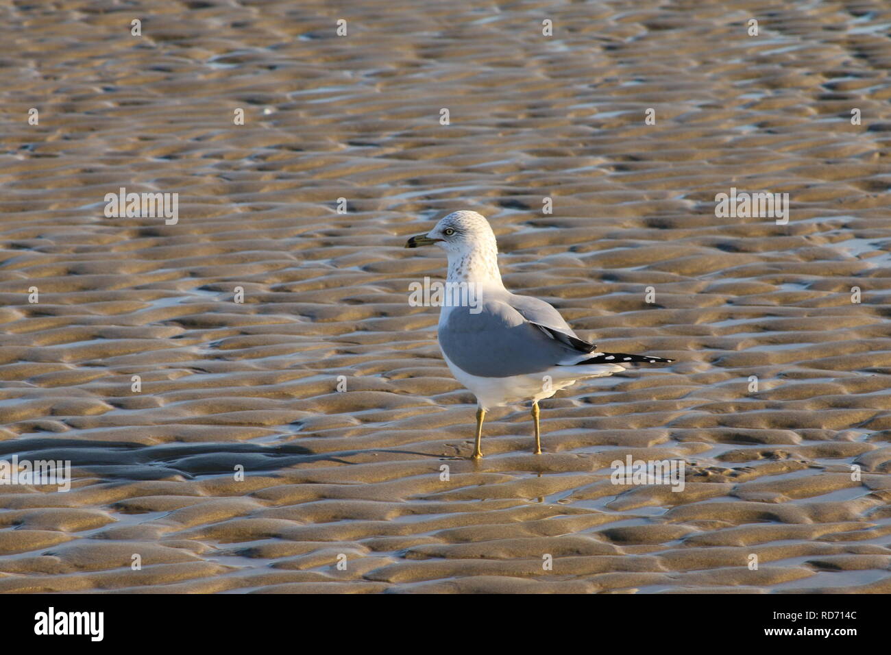 Seagull in the sand Stock Photo - Alamy