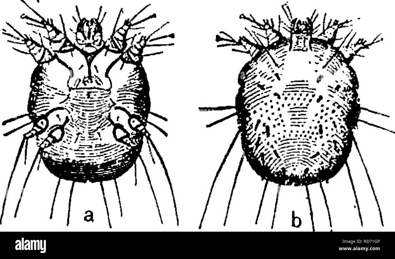 Parasitic red mites Black and White Stock Photos & Images - Alamy