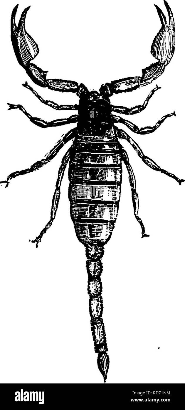 Scorpionida hi-res stock photography and images - Alamy