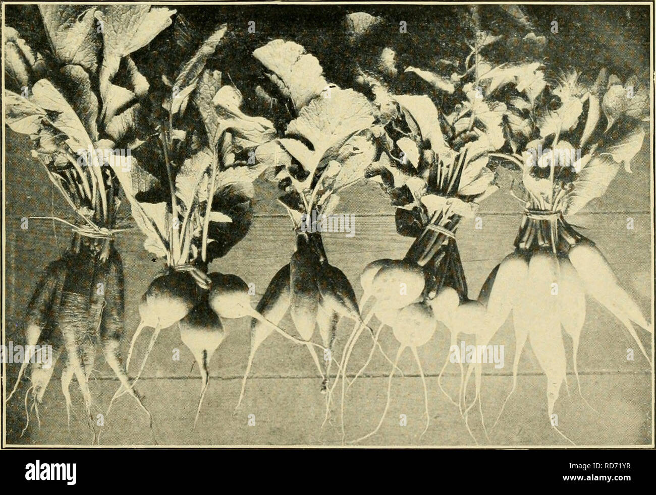 Tipos de pimientos hi-res stock photography and images - Alamy