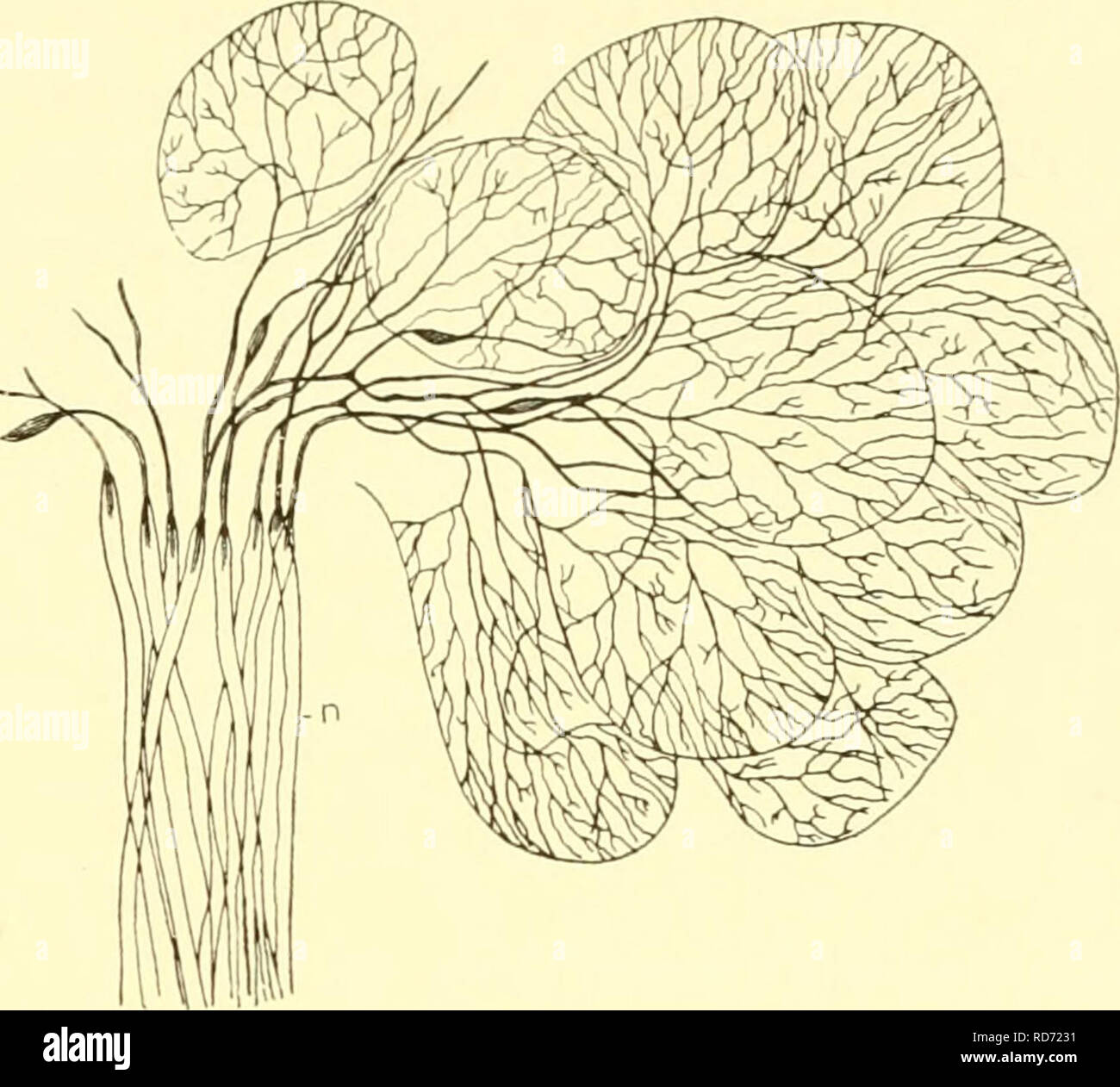 . The elasmobranch fishes. Chondrichthyes. THE ELASMOBRANCH FISHES 281 ...