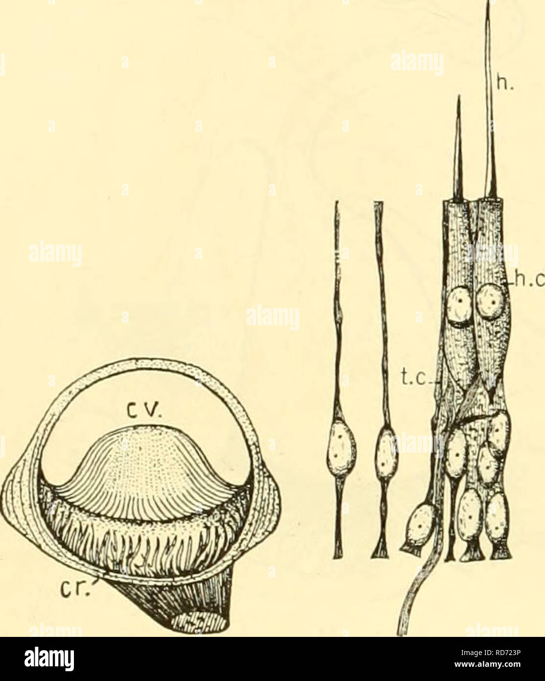 Ear aperture hi-res stock photography and images - Alamy