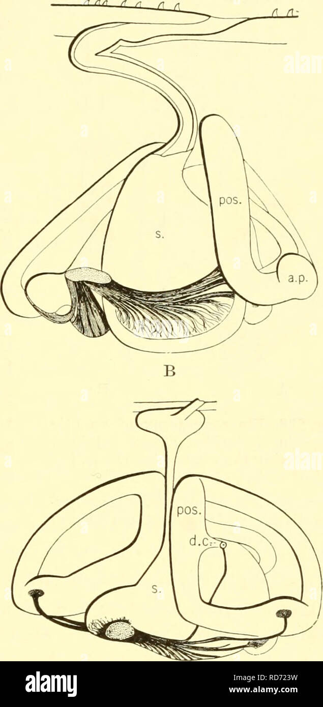 Fossa pair hi-res stock photography and images - Alamy