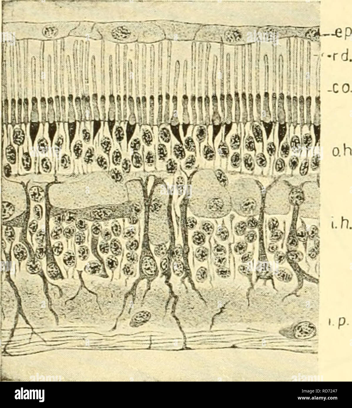 Choroid layer hi-res stock photography and images - Alamy