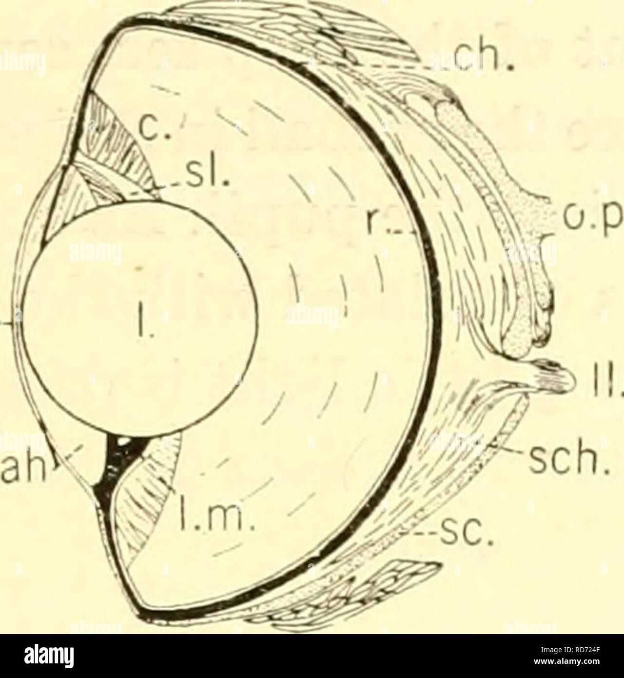 Placoid scales hi-res stock photography and images - Alamy