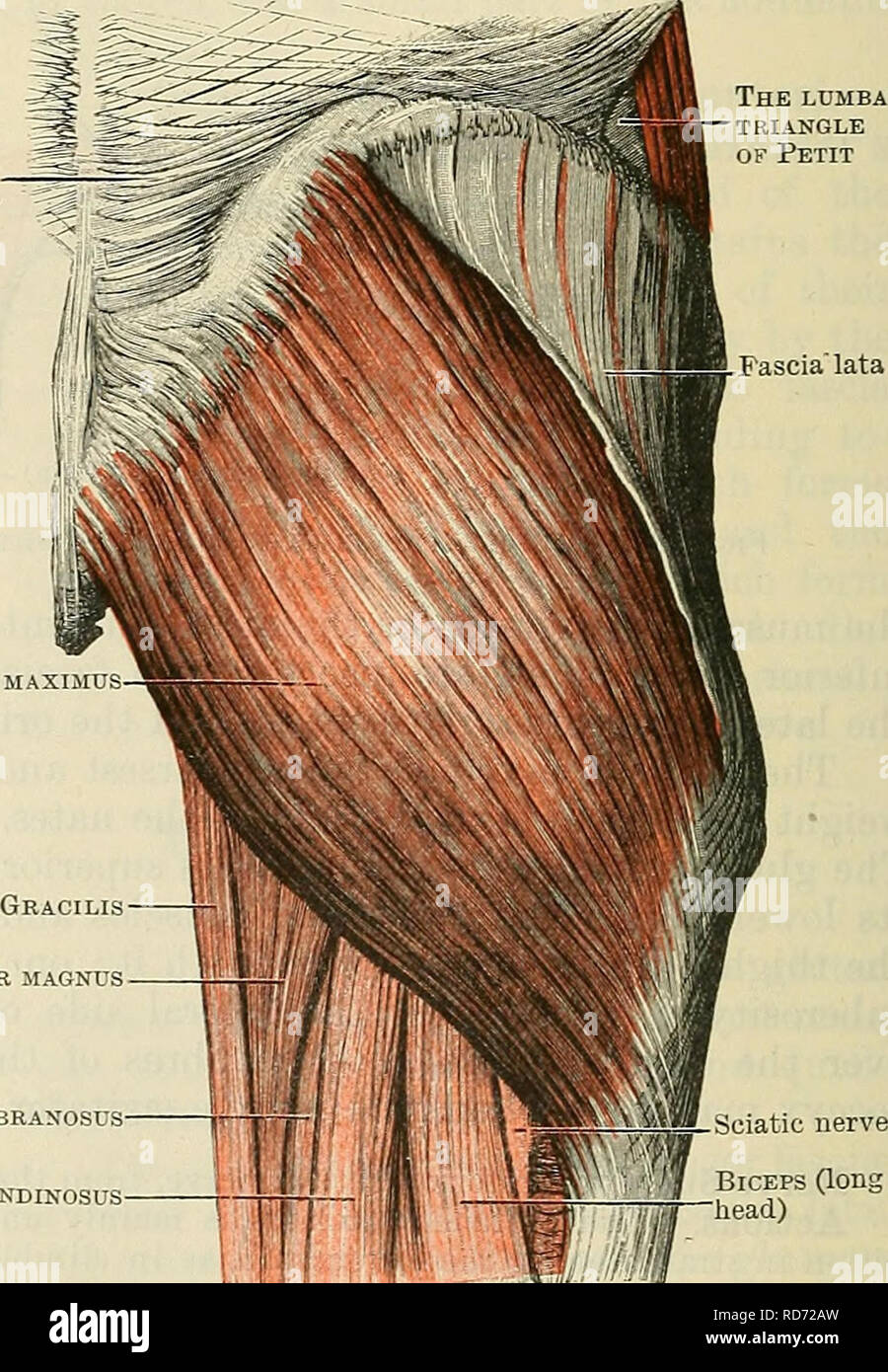 Vastus medialis muscle hi-res stock photography and images - Alamy