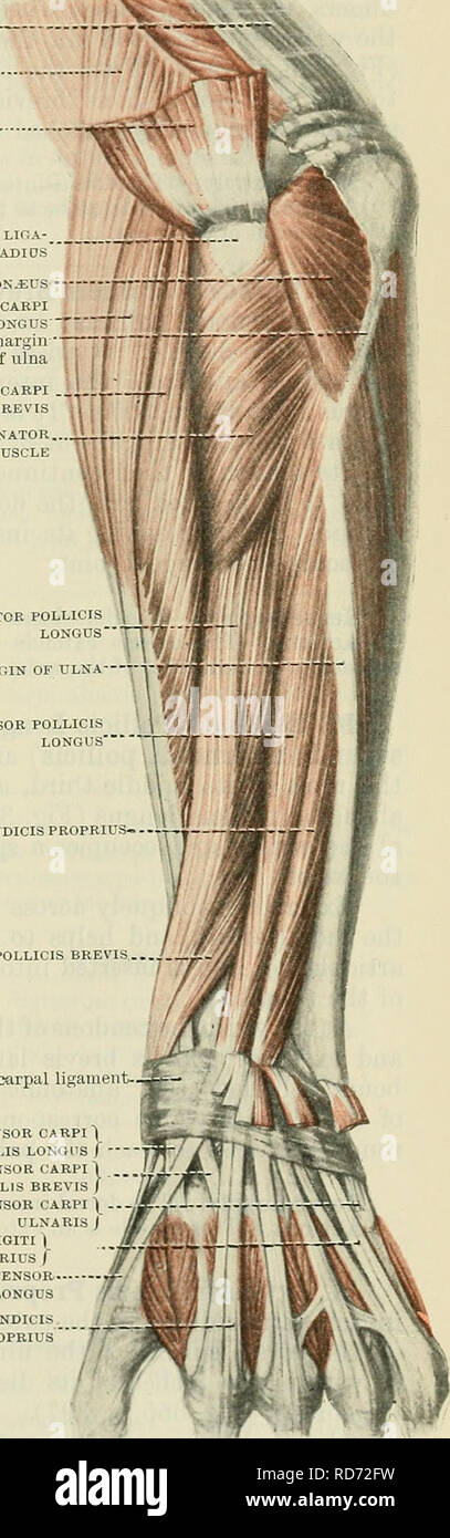 . Cunningham's Text-book of anatomy. Anatomy. Flexor carpi ulnaris ...