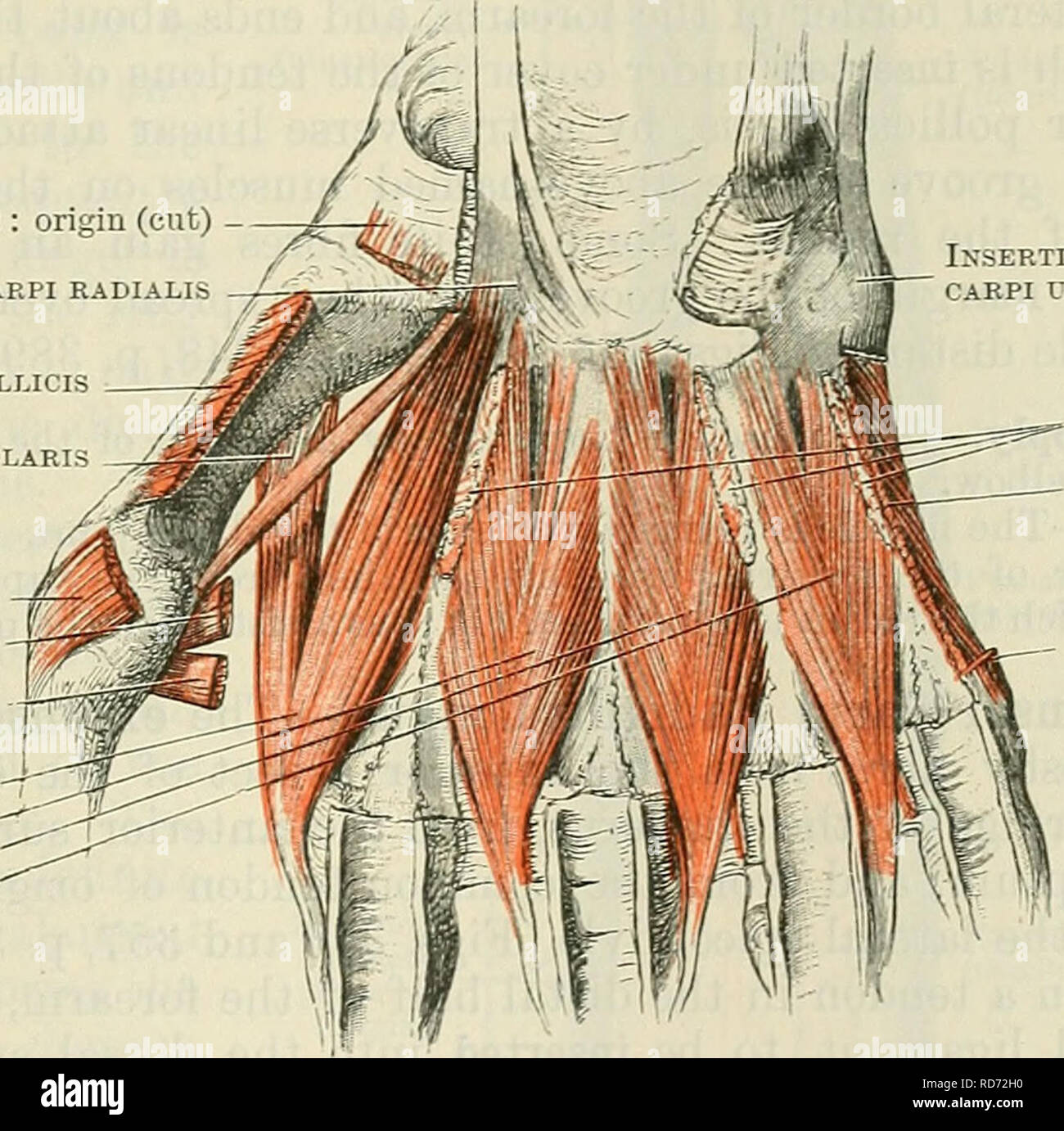 Extensor Tendon High Resolution Stock Photography and Images - Alamy