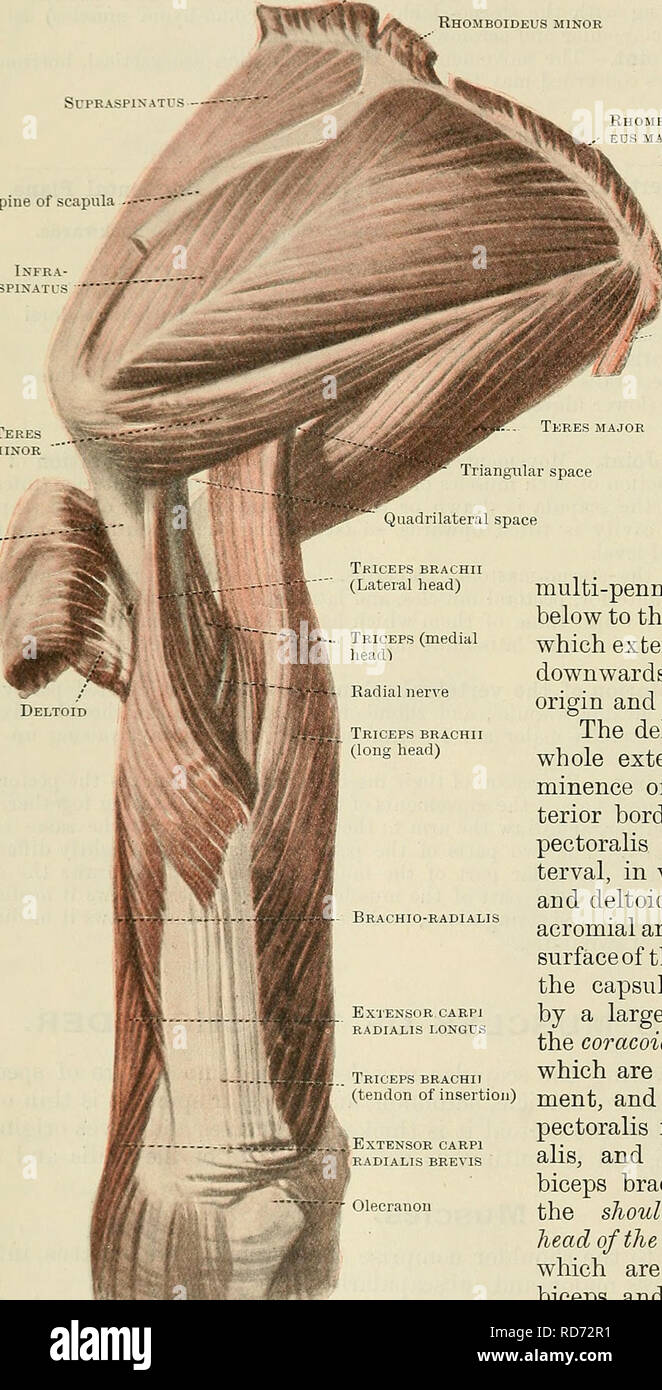 . Cunningham's Text-book of anatomy. Anatomy. 374 THE MUSCULAE SYSTEM ...