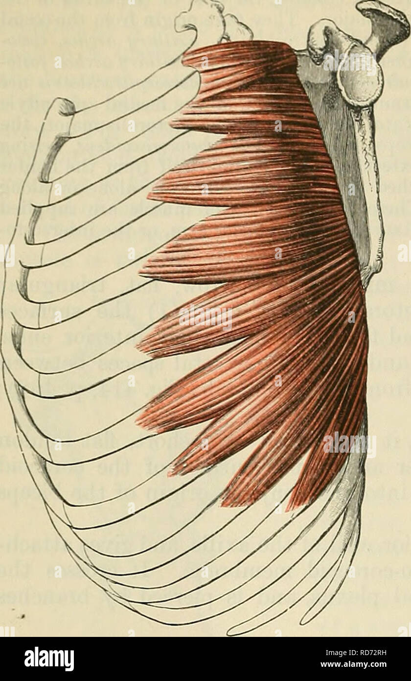 . Cunningham's Text-book of anatomy. Anatomy. 372 THE MUSCULAR SYSTEM ...