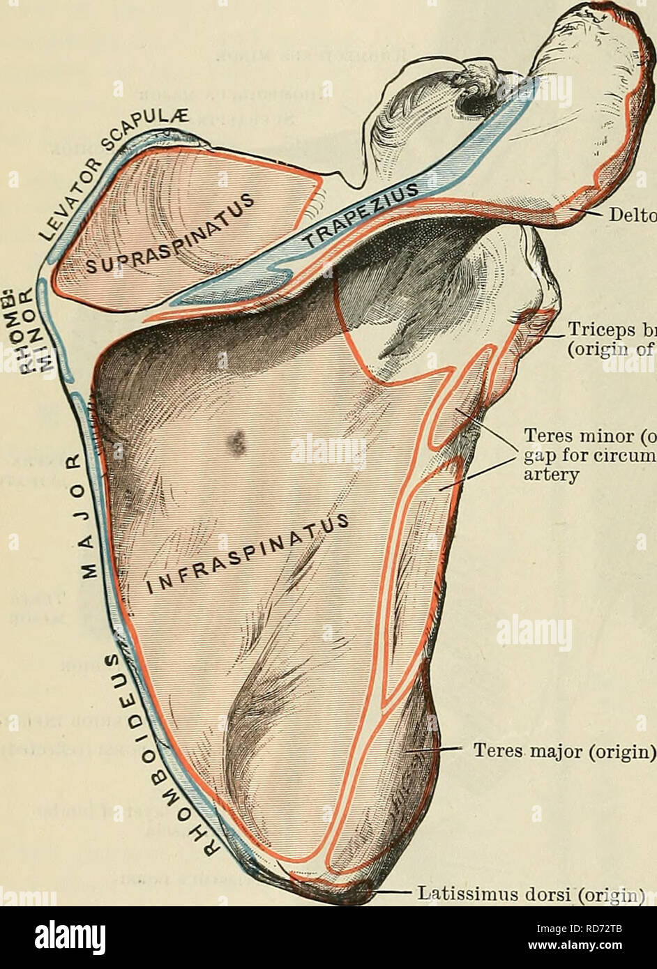 . Cunningham's Text-book of anatomy. Anatomy. 368 THE MUSCULAB, SYSTEM ...
