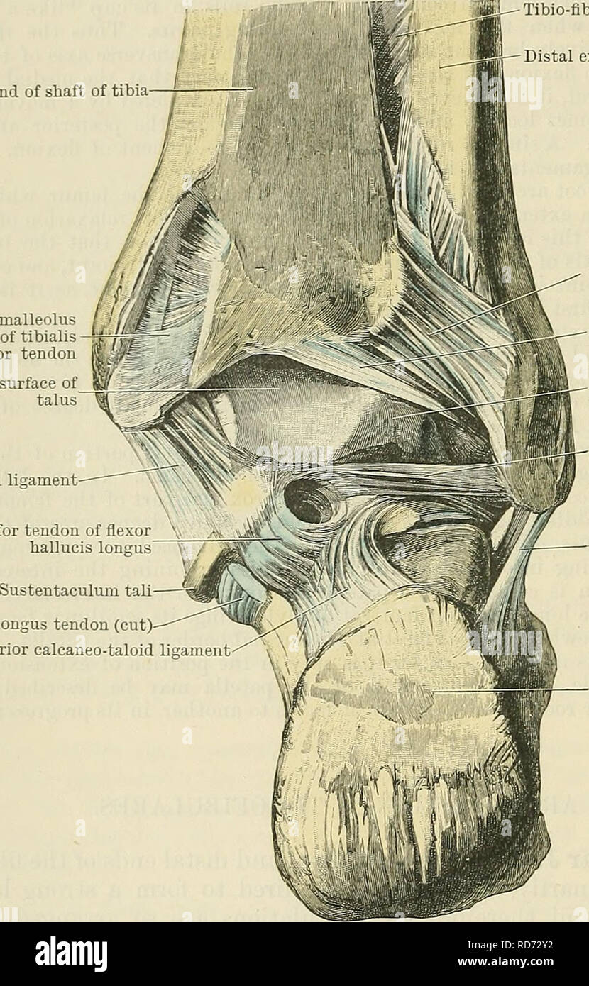 Fibular head ligament hi-res stock photography and images - Alamy