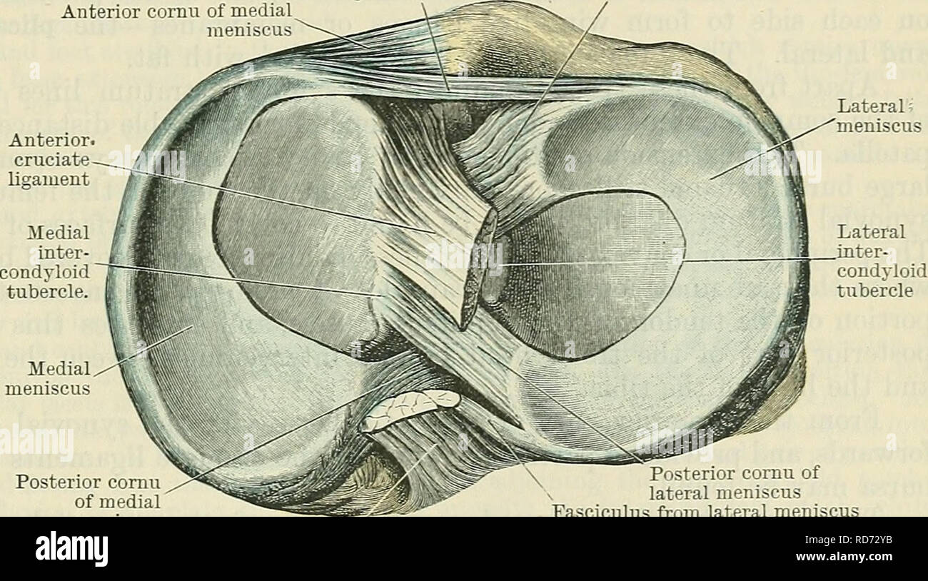 . Cunningham's Text-book of anatomy. Anatomy. THE KNEE-JOINT. 347 ...