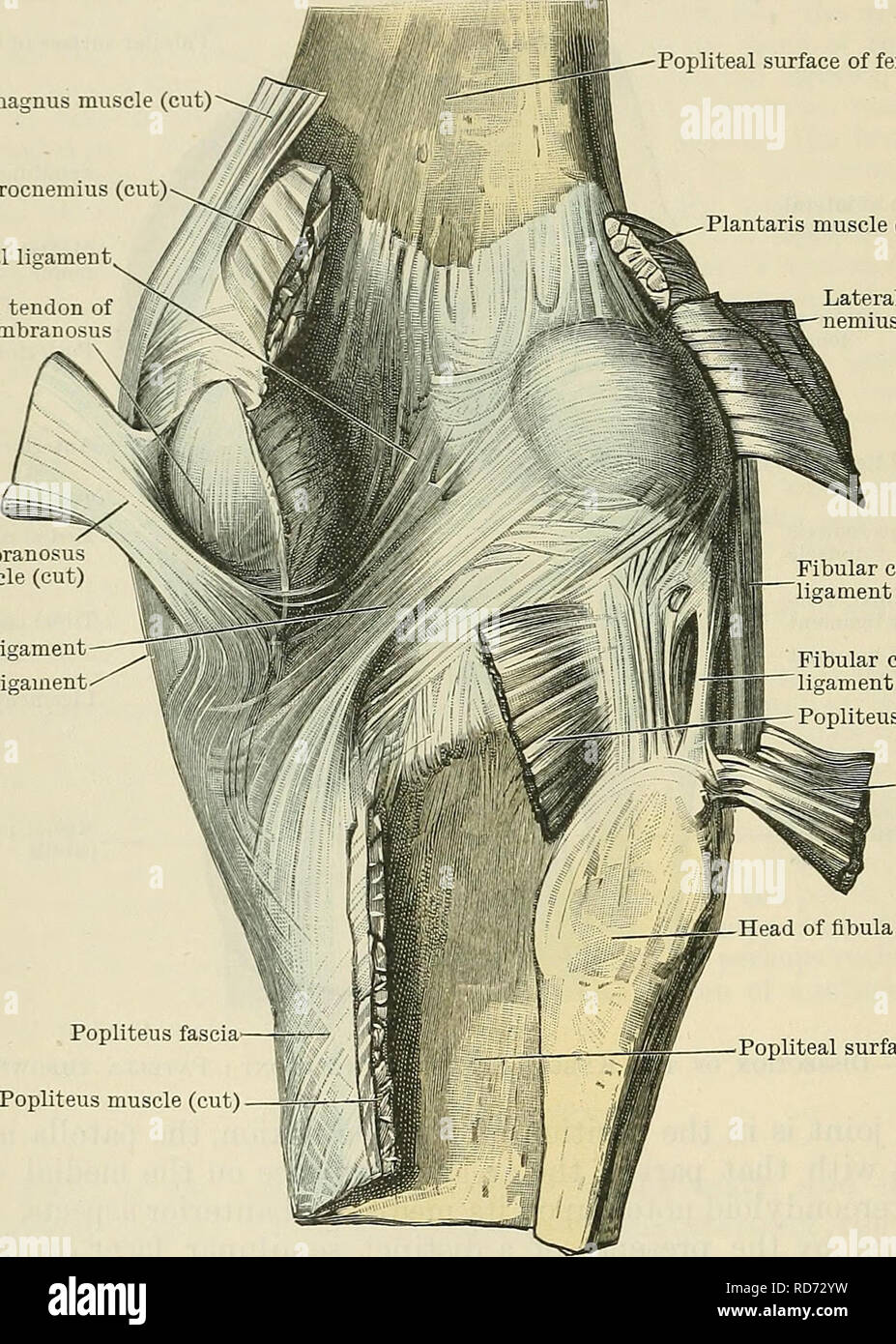 Medial tibial condyle hi-res stock photography and images - Alamy