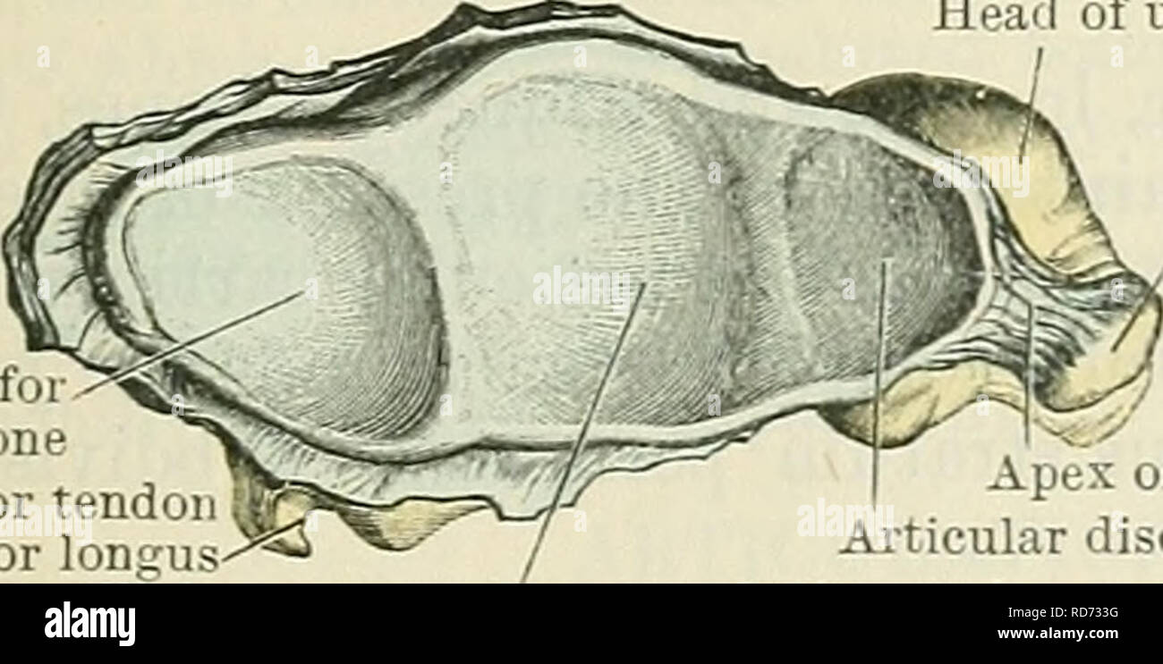 . Cunningham's Text-book of anatomy. Anatomy. Transverse portion of ...