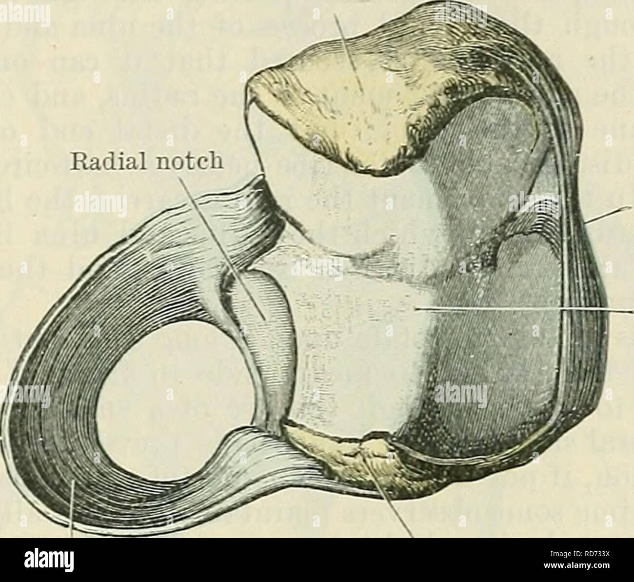 . Cunningham's Text-book of anatomy. Anatomy. THE KADIO-ULNAK JOINTS ...