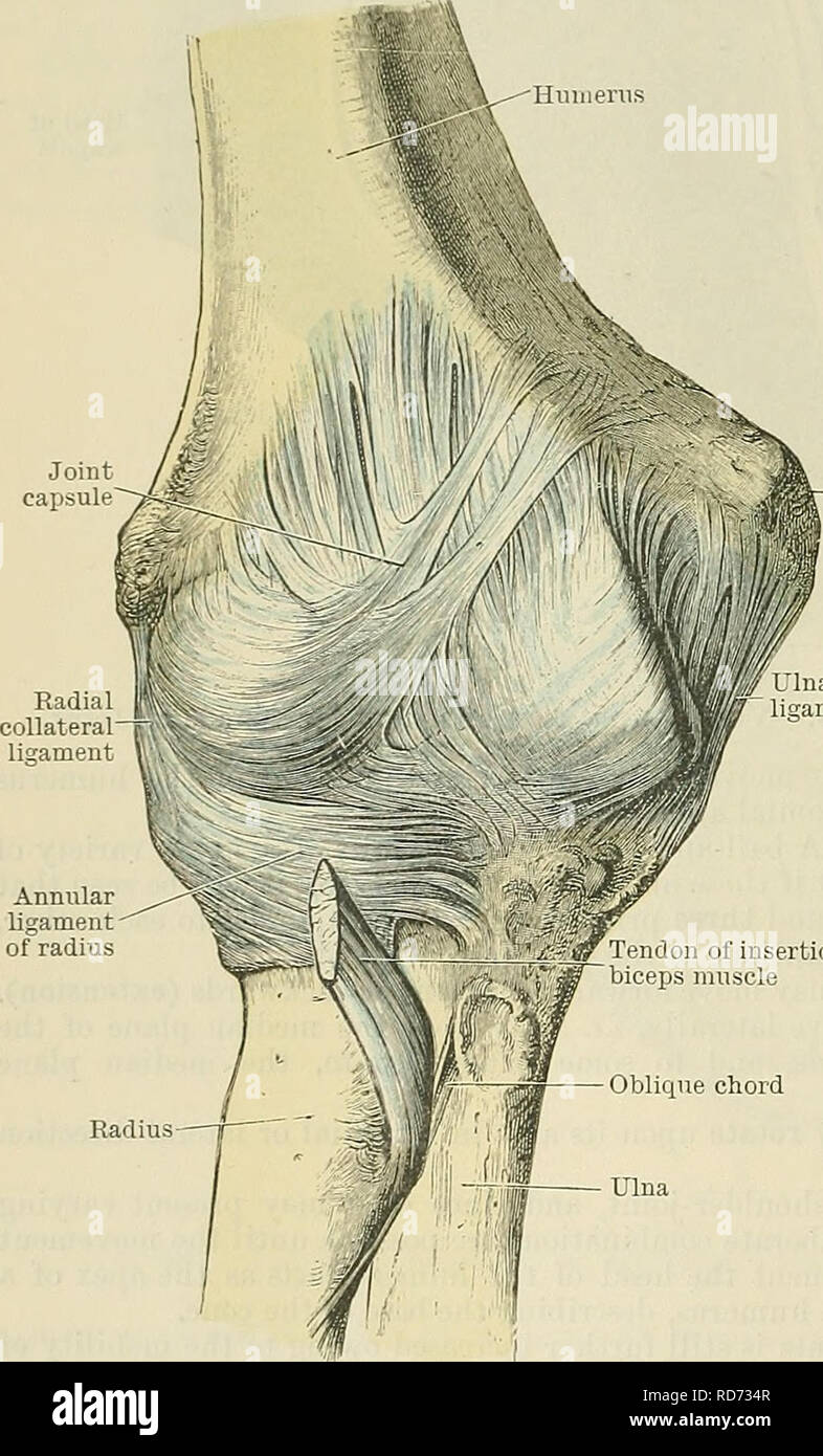 Radial Fossa Of Radius