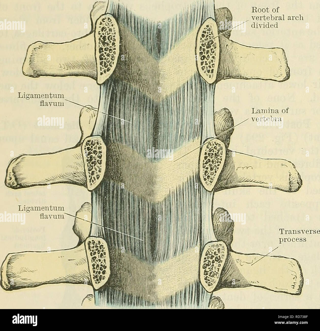 . Cunningham's Text-book of anatomy. Anatomy. THE ARTICULATIONS OR ...