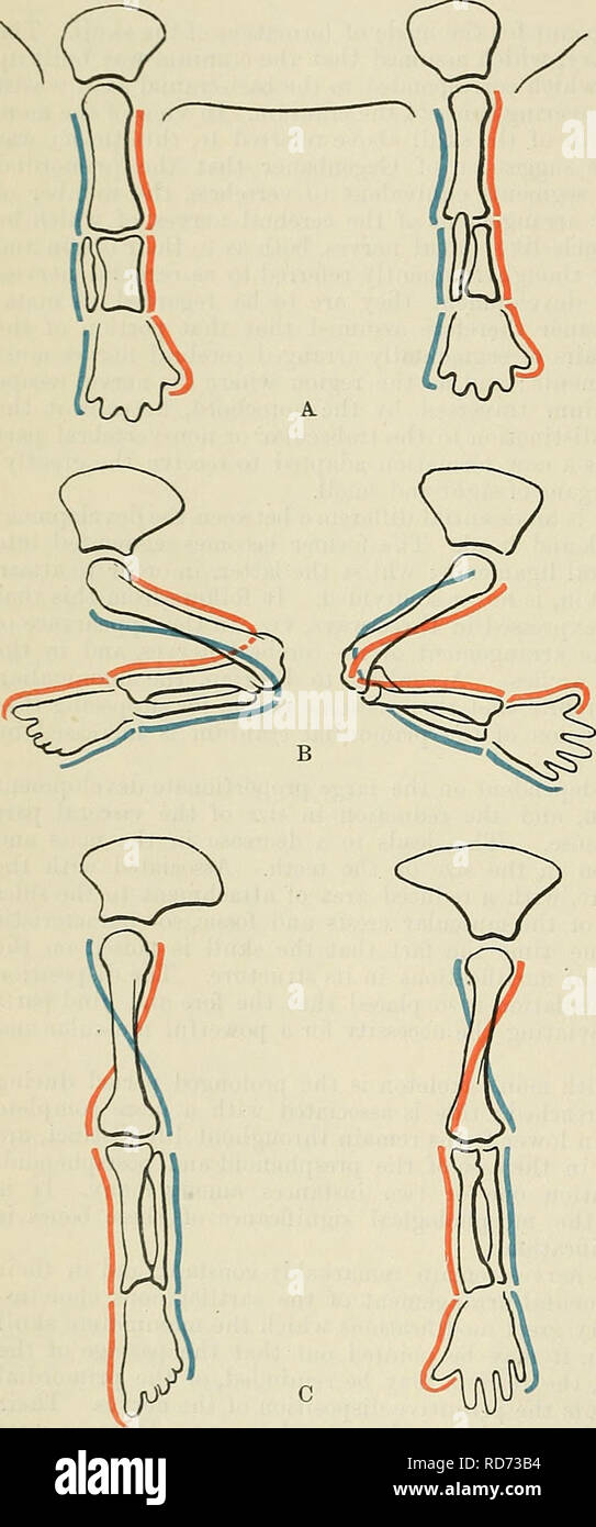 . Cunningham's Text-book of anatomy. Anatomy. 294 OSTEOLOGY. APPENDIX E ...
