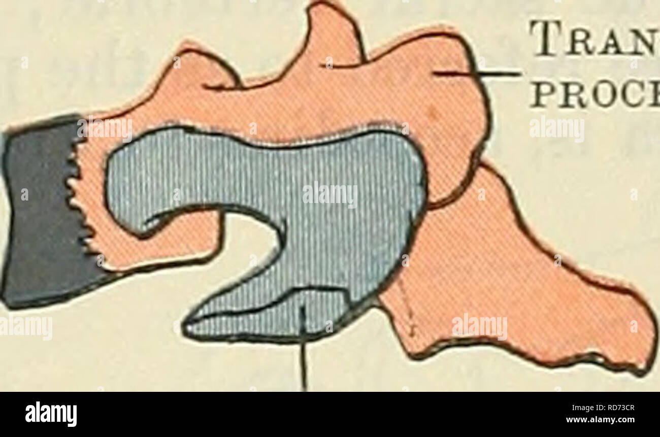 . Cunningham's Text-book of anatomy. Anatomy. Costal process THORACIC ...