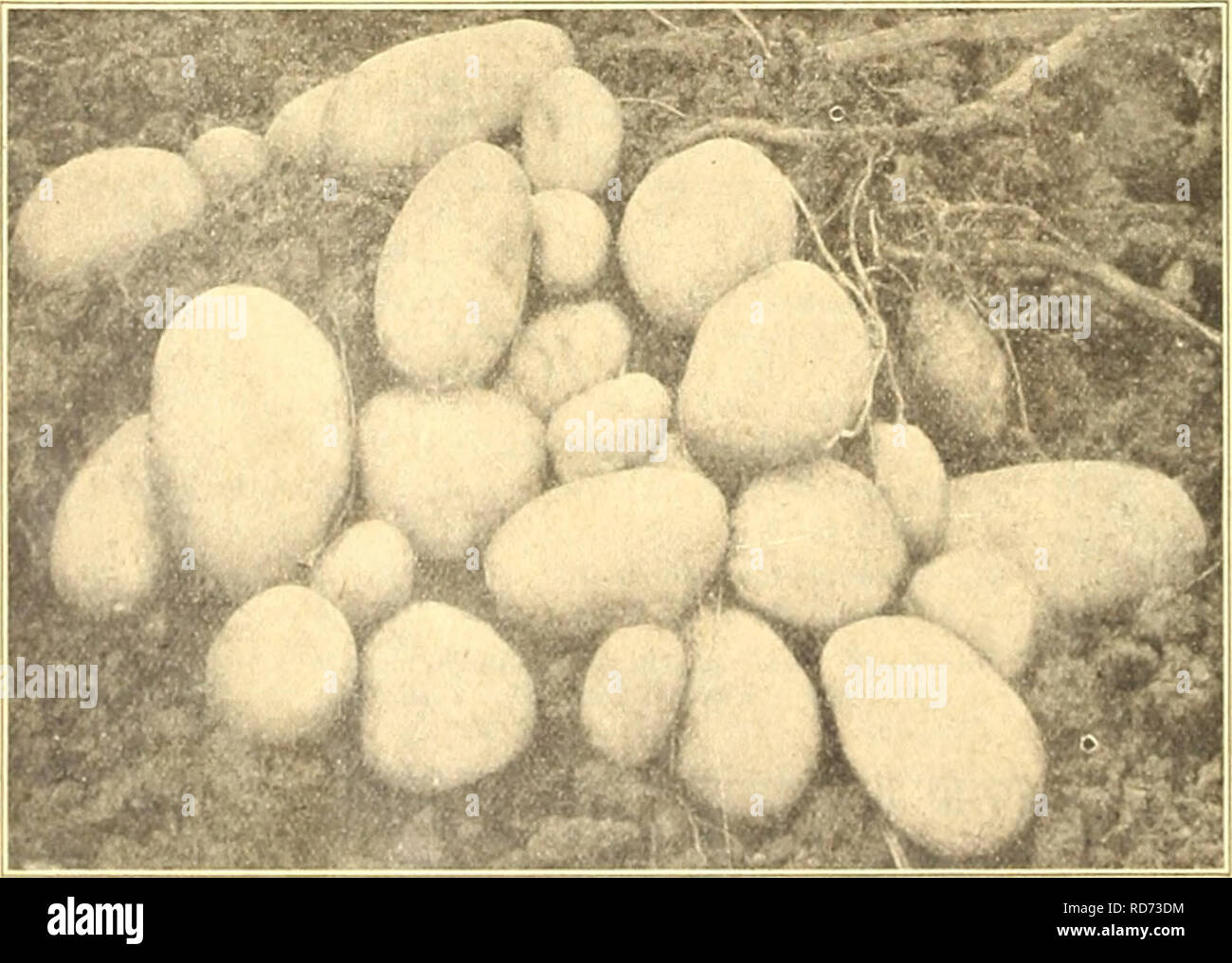 Irish cobbler potato hi-res stock photography and images - Alamy