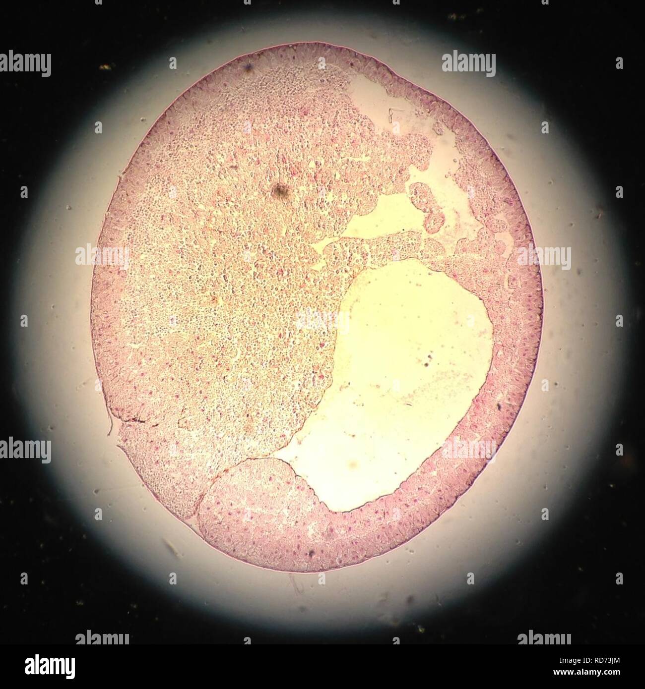 Gastrula hi-res stock photography and images - Alamy