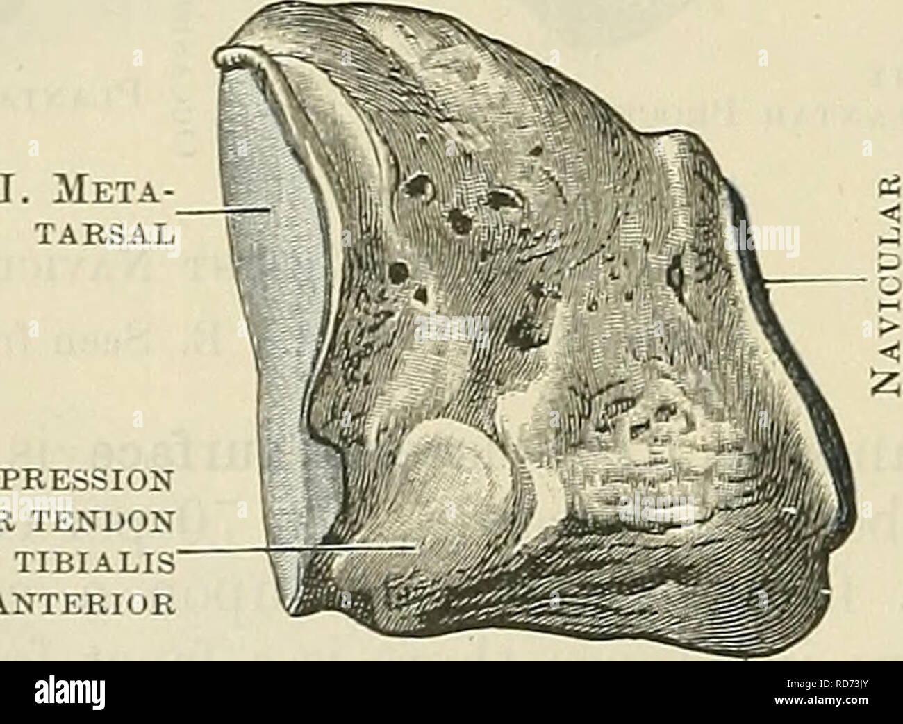 . Cunningham's Text-book of anatomy. Anatomy. Fig. 262.âDistal Surfaces ...