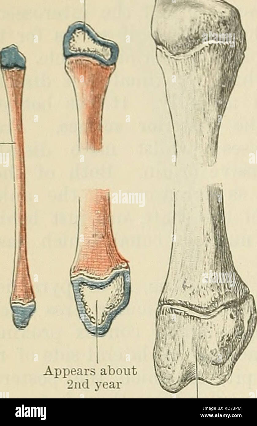 Medial malleolus hi-res stock photography and images - Alamy