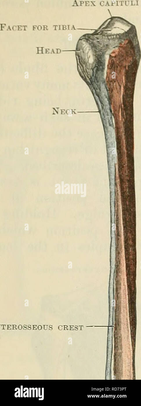 . Cunningham's Text-book of anatomy. Anatomy. 252 OSTEOLOGY ...