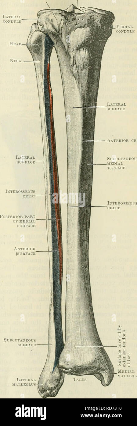 Posterior Tibia Bone