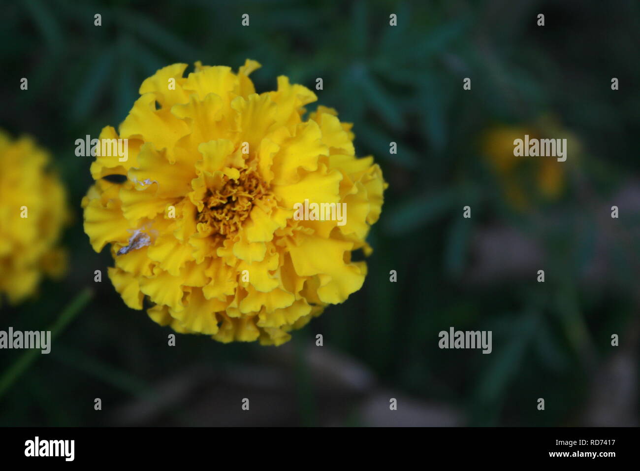 Pretty yellow flower hi-res stock photography and images - Alamy
