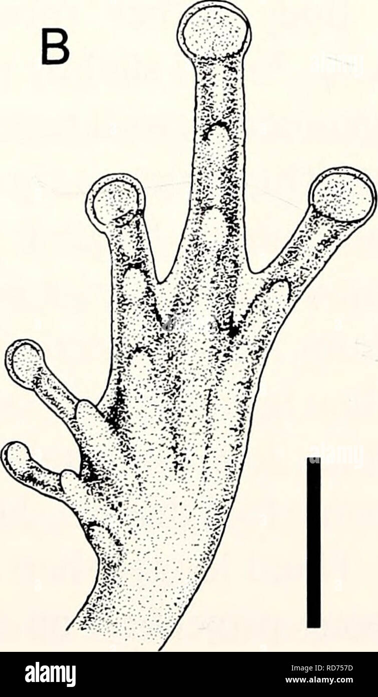 . Current herpetology. Reptiles; Herpetology. Fig. 4. Ventral view of ...
