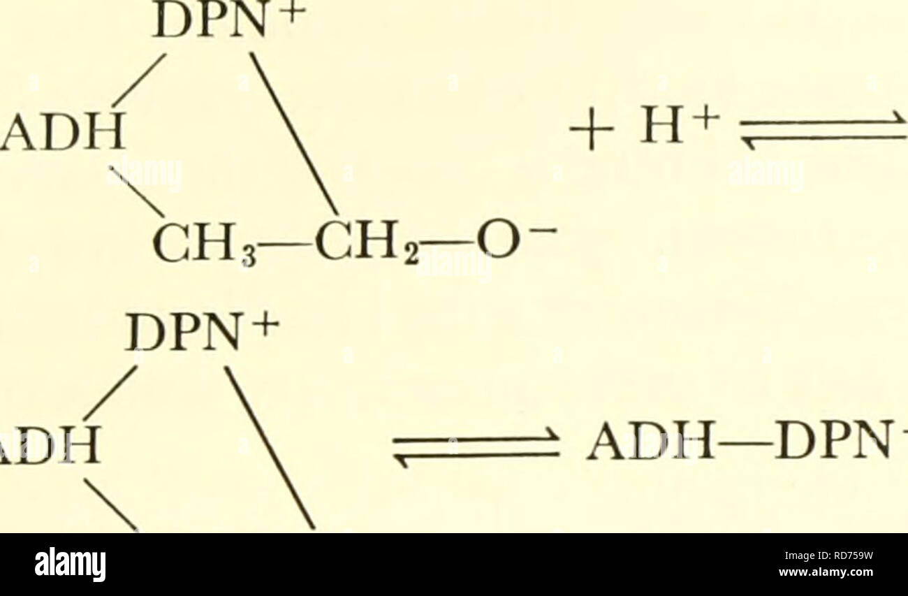 . Currents in biochemical research, 1956; twenty-seven essays charting ...