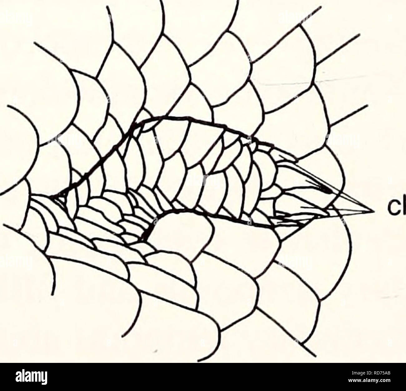 Rostral head region hi-res stock photography and images - Alamy