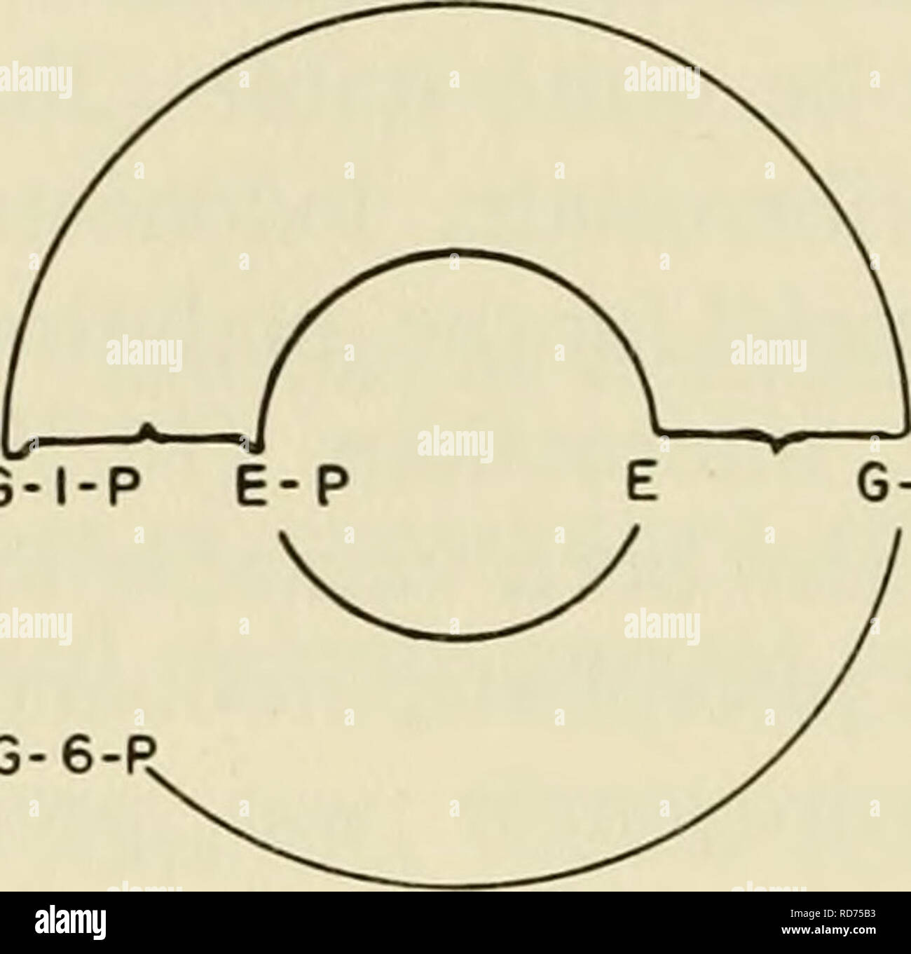. Currents in biochemical research, 1956; twenty-seven essays charting ...