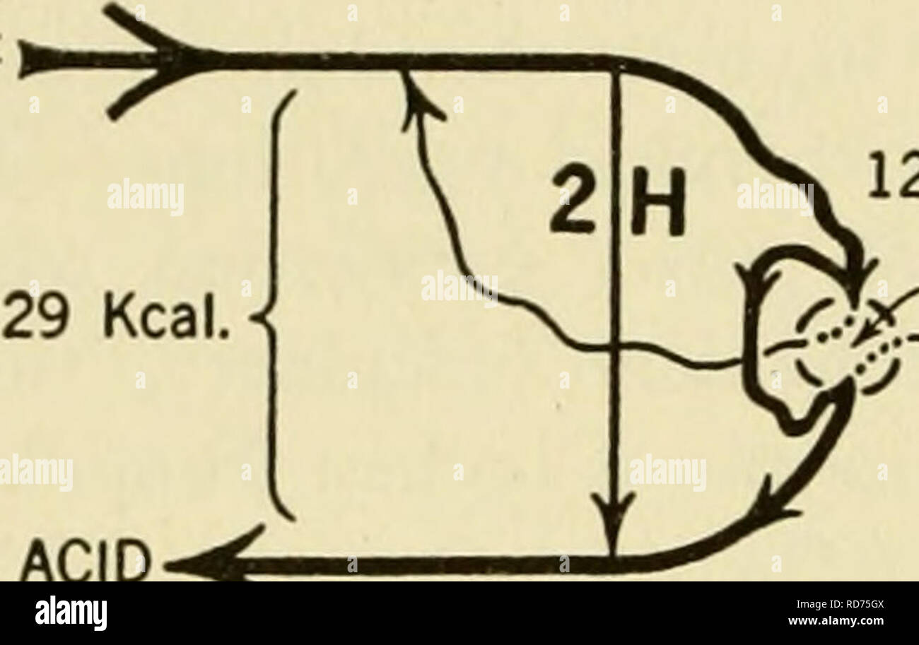 Glycerate pathway hi-res stock photography and images - Alamy