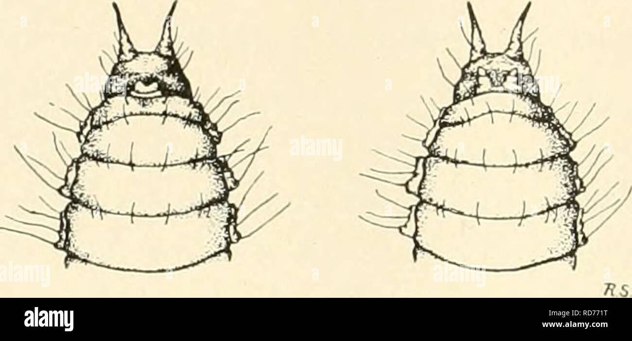. Culture methods for invertebrate animals;. Invertebrates -- Cultures ...